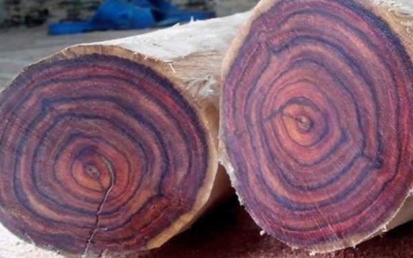 Gỗ hoàng đàn là gì? Tác dụng, ưu nhược điểm và giá gỗ hoàng đàn