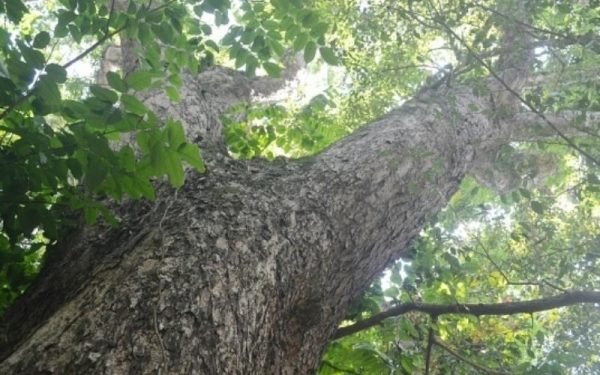 Gỗ hoàng đàn là gì? Tác dụng, ưu nhược điểm và giá gỗ hoàng đàn