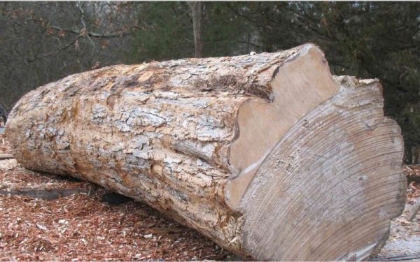 Gỗ maple là gì? Ưu nhược điểm và ứng dụng gỗ maple