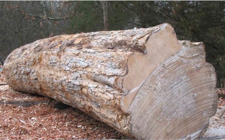 Gỗ maple là gì? Ưu nhược điểm và ứng dụng gỗ maple