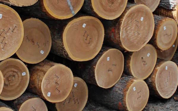Gỗ maple là gì? Ưu nhược điểm và ứng dụng gỗ maple