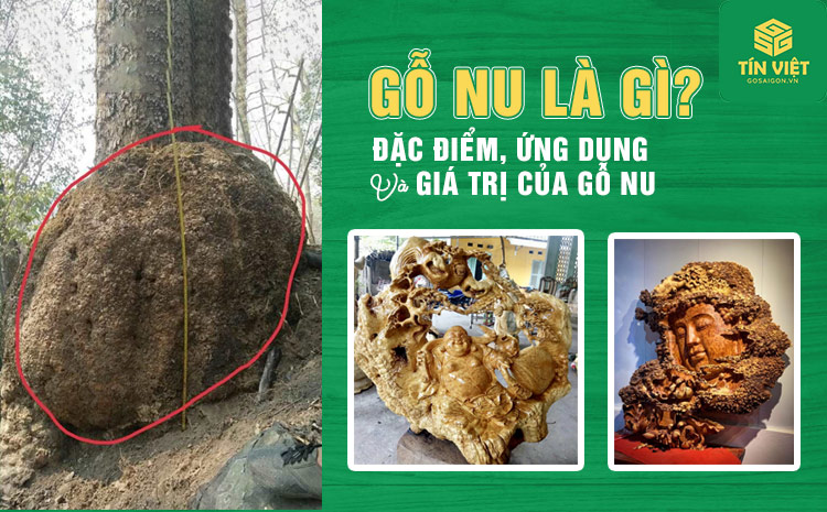Gỗ nu là gì? Đặc điểm, ứng dụng và giá trị của gỗ nu