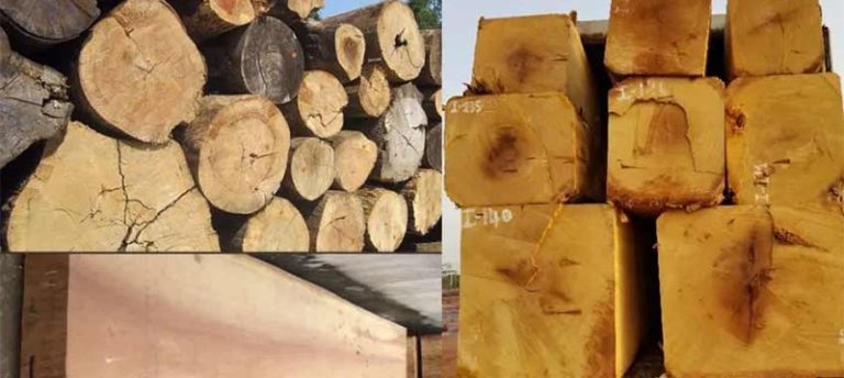 Gỗ dâu là gì có tốt không? Có mấy loại gỗ dâu? Đặc điểm, phân loại, giá ...