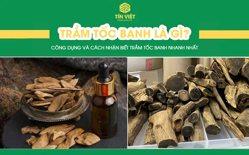 Trầm Tốc Banh là gì? Công dụng và cách nhận biết Trầm Tốc Banh nhanh nhất - CÔNG TY TNHH GỖ SÀI ...