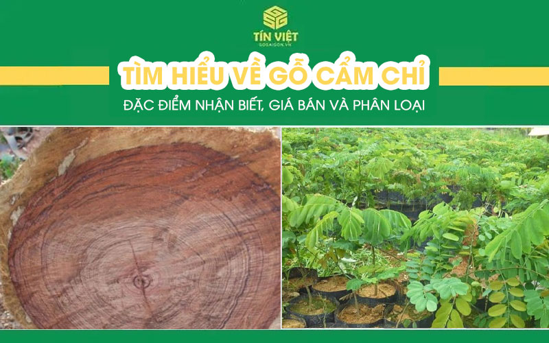 Tìm hiểu về gỗ Cẩm Chỉ: Đặc điểm nhận biết, giá bán và phân loại - CÔNG TY TNHH GỖ SÀI GÒN TÍN VIỆT